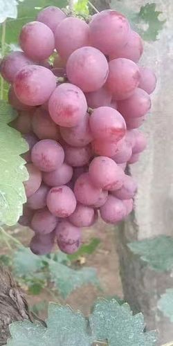 红提产地在哪里_红提哪个地方最正宗-第2张图片-山城妙识 红提产地在哪里_红提哪个地方最正宗-第2张图片-山城妙识