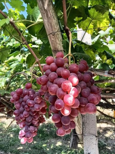 红提产地在哪里_红提哪个地方最正宗-第1张图片-山城妙识 红提产地在哪里_红提哪个地方最正宗-第1张图片-山城妙识