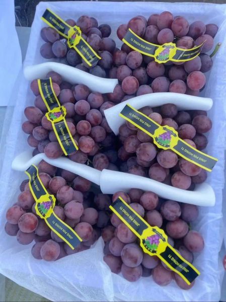 红提产地在哪里_红提哪个地方最正宗-第3张图片-山城妙识 红提产地在哪里_红提哪个地方最正宗-第3张图片-山城妙识