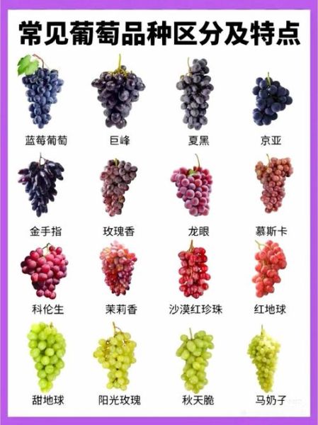 葡萄品种有哪些_18大葡萄品种区别-第1张图片-山城妙识