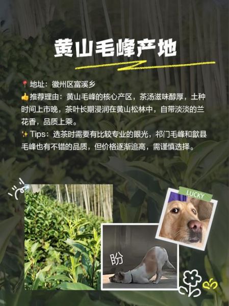 安徽师大特产有哪些_师大校园伴手礼推荐-第1张图片-山城妙识 安徽师大特产有哪些_师大校园伴手礼推荐-第1张图片-山城妙识