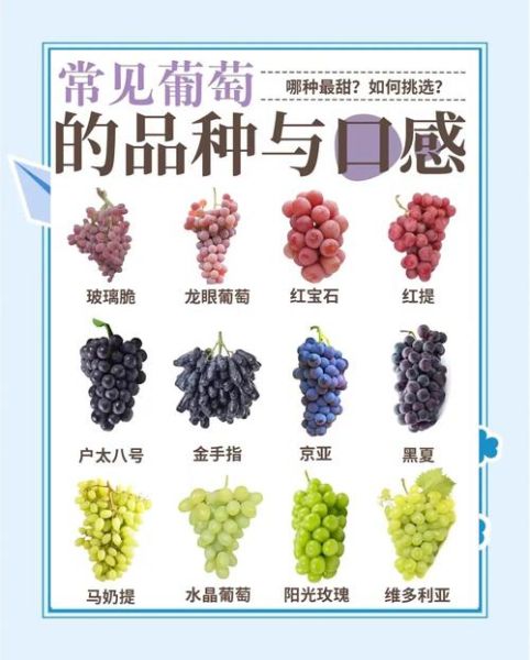 葡萄品种有哪些_18大葡萄品种区别-第3张图片-山城妙识