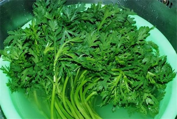 雪里红的功效与作用禁忌_什么人不能吃-第3张图片-山城妙识 雪里红的功效与作用禁忌_什么人不能吃-第3张图片-山城妙识