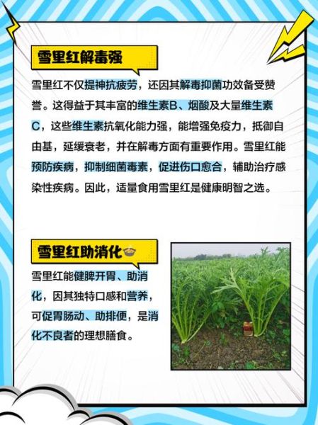 雪里红的功效与作用禁忌_什么人不能吃-第1张图片-山城妙识 雪里红的功效与作用禁忌_什么人不能吃-第1张图片-山城妙识