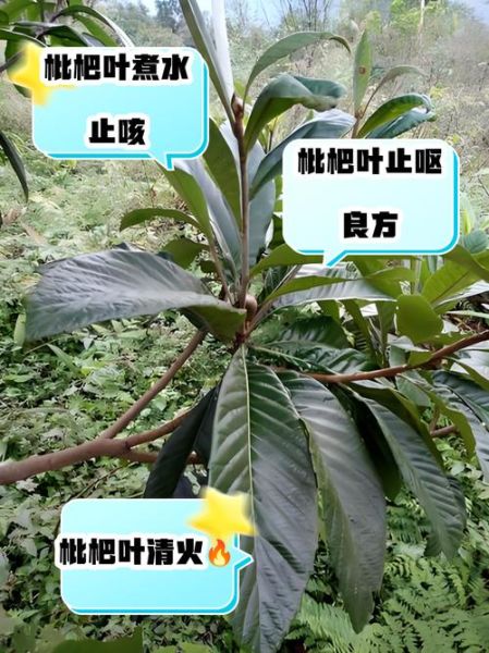 枇杷叶煮水治咳嗽_为什么越喝越咳-第1张图片-山城妙识 枇杷叶煮水治咳嗽_为什么越喝越咳-第1张图片-山城妙识