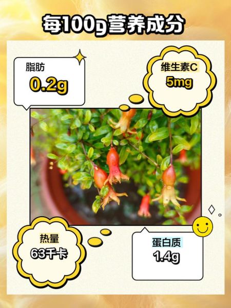 珍珠石榴的营养价值_珍珠石榴的功效与作用-第1张图片-山城妙识