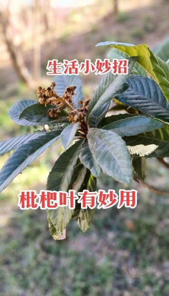 枇杷叶煮水治咳嗽_为什么越喝越咳-第3张图片-山城妙识 枇杷叶煮水治咳嗽_为什么越喝越咳-第3张图片-山城妙识