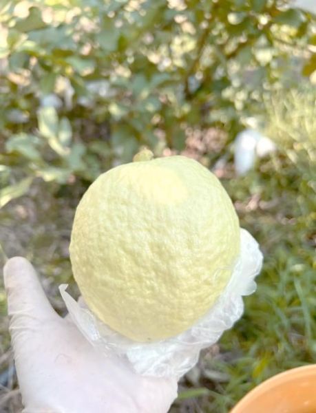 珍珠石榴的营养价值_珍珠石榴的功效与作用-第3张图片-山城妙识