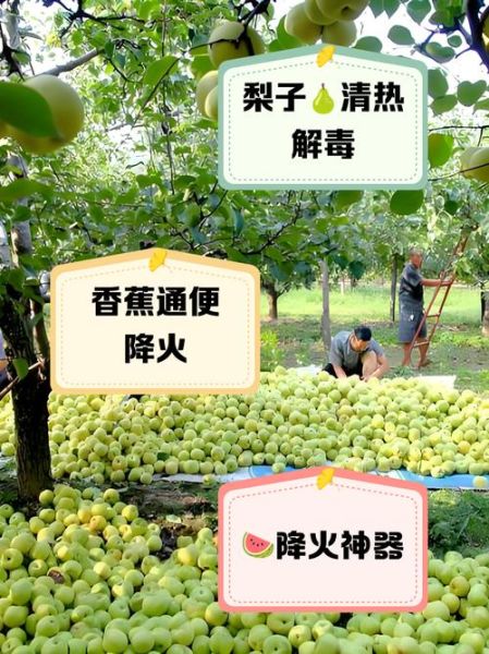 败火水果有哪些_败火水果怎么吃最有效-第2张图片-山城妙识 败火水果有哪些_败火水果怎么吃最有效-第2张图片-山城妙识