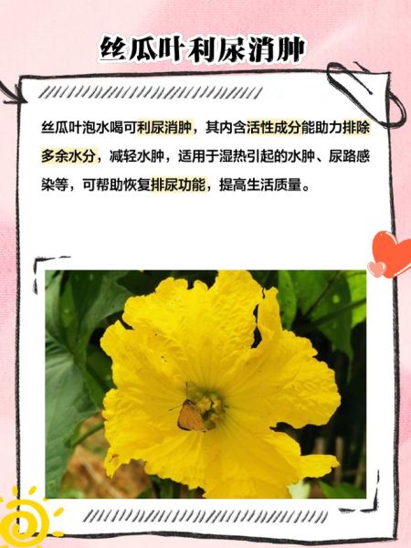 丝瓜叶的功效与作用有哪些_丝瓜叶能直接泡水喝吗-第1张图片-山城妙识 丝瓜叶的功效与作用有哪些_丝瓜叶能直接泡水喝吗-第1张图片-山城妙识