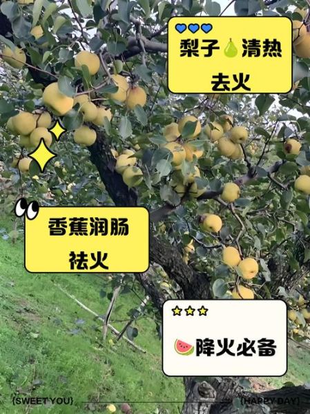 败火水果有哪些_败火水果怎么吃最有效-第3张图片-山城妙识 败火水果有哪些_败火水果怎么吃最有效-第3张图片-山城妙识