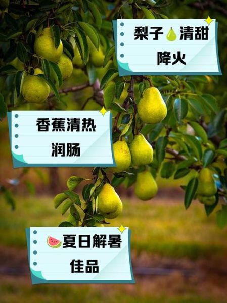 败火水果有哪些_败火水果怎么吃最有效-第1张图片-山城妙识 败火水果有哪些_败火水果怎么吃最有效-第1张图片-山城妙识