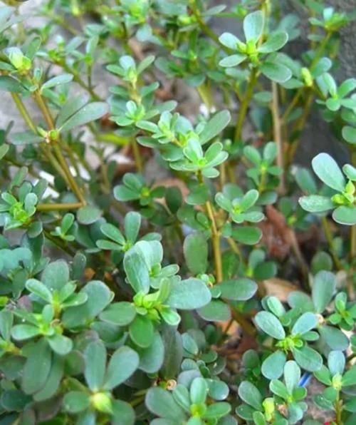 马齿苋能激活癌细胞吗_马齿苋致癌是真的吗-第2张图片-山城妙识