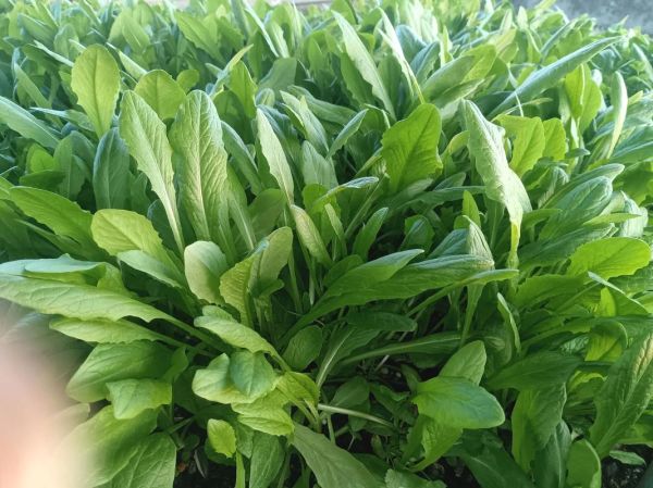 大头菜怎么做好吃_大头菜炒肉的做法-第3张图片-山城妙识