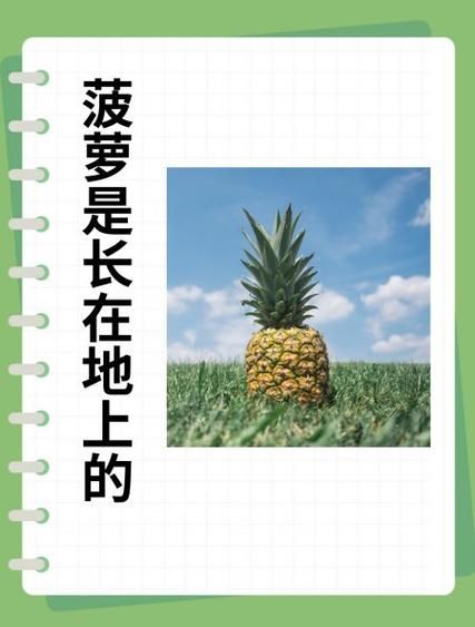 菠萝怎么长的_菠萝长在树上还是地上-第1张图片-山城妙识