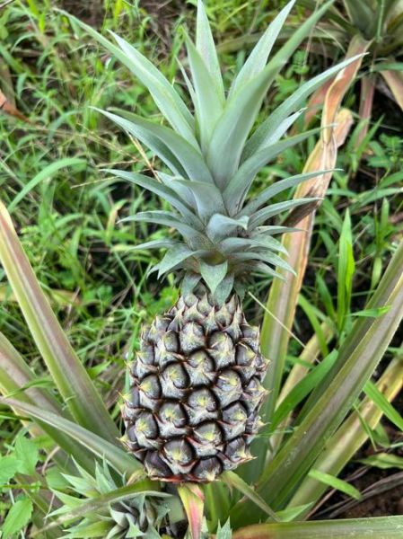 菠萝怎么长的_菠萝长在树上还是地上-第2张图片-山城妙识