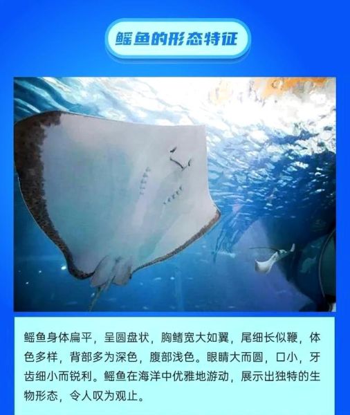 电鳐鱼为什么会放电_电鳐鱼放电原理是什么-第2张图片-山城妙识