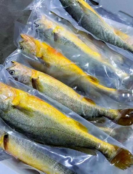 黄花鱼养殖技术_黄花鱼养殖成本利润-第1张图片-山城妙识 黄花鱼养殖技术_黄花鱼养殖成本利润-第1张图片-山城妙识