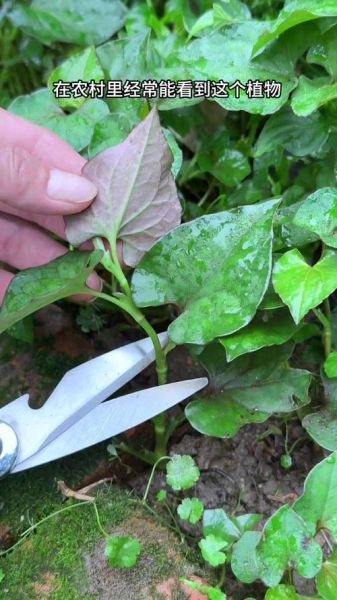 鱼腥草能治妇科炎症吗_鱼腥草对阴道炎有效吗-第1张图片-山城妙识