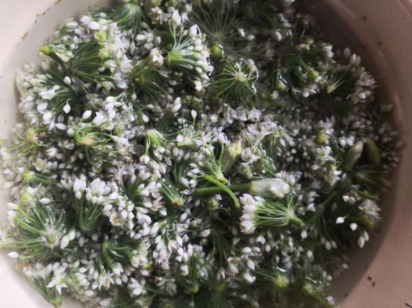 韭菜花有籽了还能腌制吗_韭菜花腌制技巧-第2张图片-山城妙识
