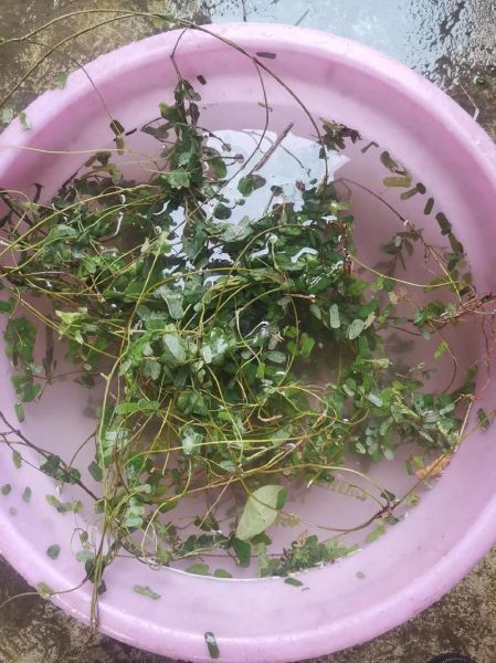 鸡骨草三种人不能吃_孕妇能吃吗-第2张图片-山城妙识