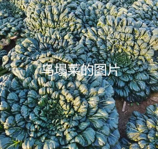 瓢儿菜学名是什么_如何区分瓢儿菜与乌塌菜-第2张图片-山城妙识 瓢儿菜学名是什么_如何区分瓢儿菜与乌塌菜-第2张图片-山城妙识