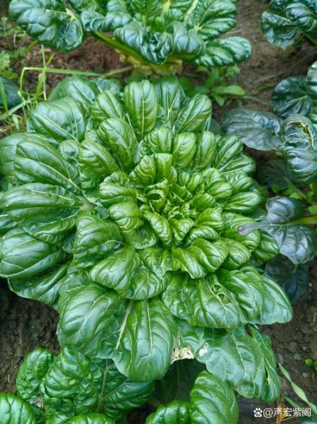 瓢儿菜学名是什么_如何区分瓢儿菜与乌塌菜-第3张图片-山城妙识 瓢儿菜学名是什么_如何区分瓢儿菜与乌塌菜-第3张图片-山城妙识