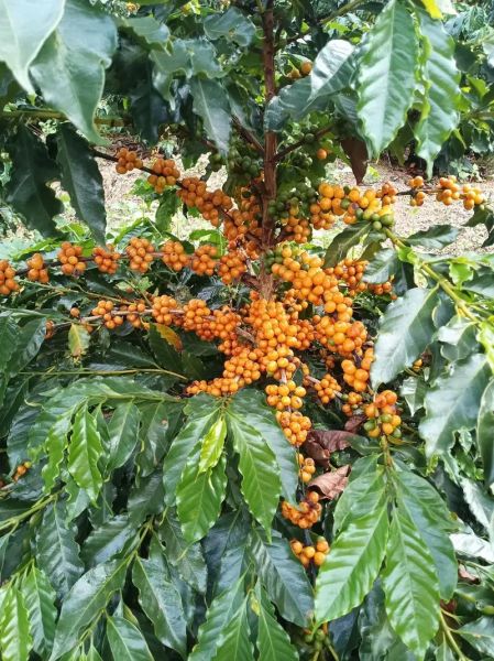 咖啡树长什么样_咖啡树图片特征解析-第1张图片-山城妙识