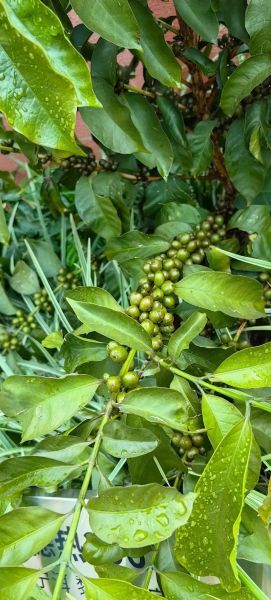 咖啡树长什么样_咖啡树图片特征解析-第2张图片-山城妙识