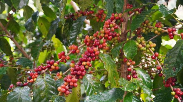 咖啡树长什么样_咖啡树图片特征解析-第3张图片-山城妙识