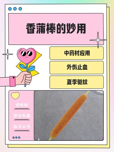 蒲棒的功效与作用_蒲棒能治什么病-第3张图片-山城妙识