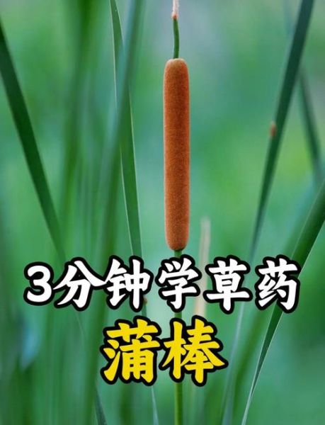 蒲棒的功效与作用_蒲棒能治什么病-第1张图片-山城妙识
