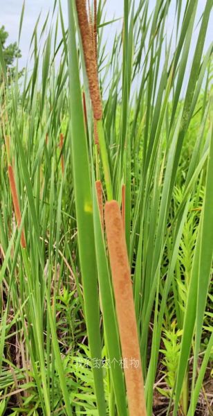 蒲棒的功效与作用_蒲棒能治什么病-第2张图片-山城妙识