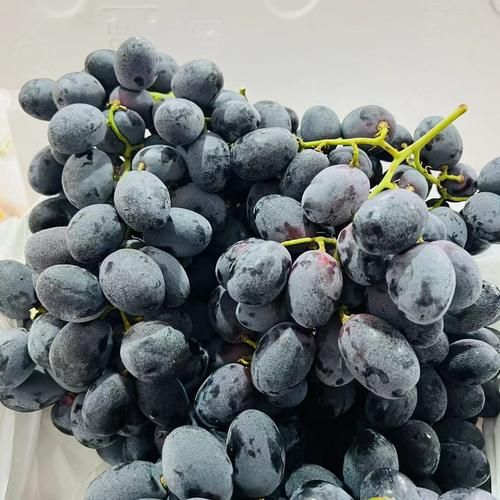 黑加仑葡萄图片_如何辨别真假黑加仑-第2张图片-山城妙识