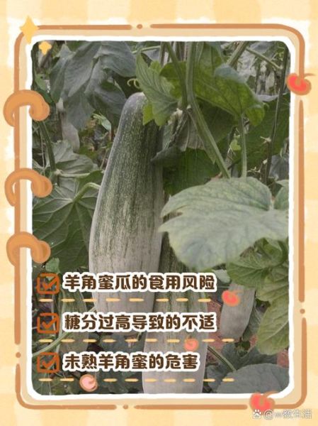 角瓜致癌是真的吗_角瓜到底能不能吃-第1张图片-山城妙识