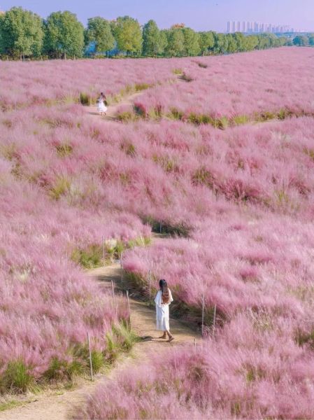 粉黛乱子草花期多久_粉黛乱子草怎么养护-第3张图片-山城妙识