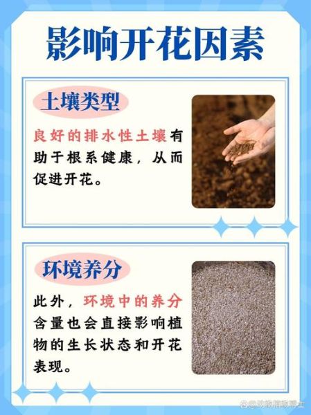 粉黛乱子草花期多久_粉黛乱子草怎么养护-第1张图片-山城妙识