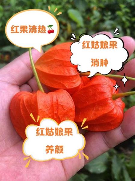 红姑娘果的功效与禁忌_孕妇能吃吗-第3张图片-山城妙识