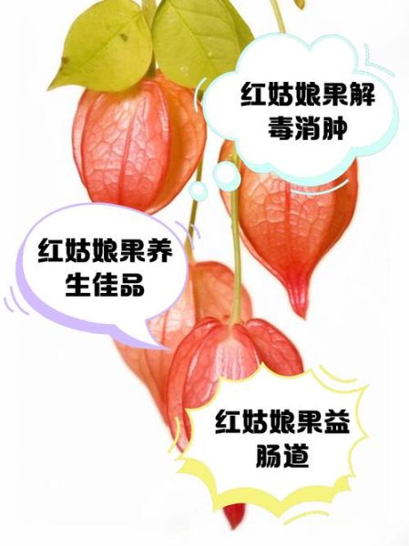 红姑娘果的功效与禁忌_孕妇能吃吗-第1张图片-山城妙识