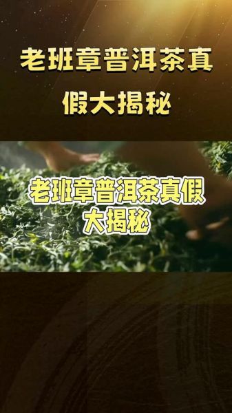 顶级普洱茶有哪些_如何辨别真假老班章-第3张图片-山城妙识 顶级普洱茶有哪些_如何辨别真假老班章-第3张图片-山城妙识