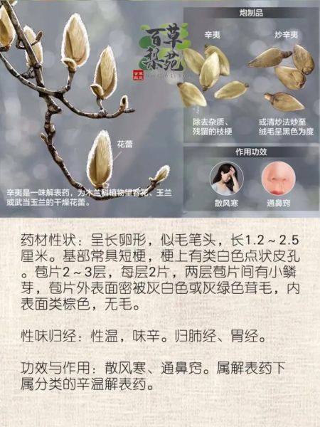 辛夷是什么中药_辛夷的功效与作用-第2张图片-山城妙识 辛夷是什么中药_辛夷的功效与作用-第2张图片-山城妙识