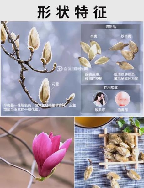 辛夷是什么中药_辛夷的功效与作用-第1张图片-山城妙识 辛夷是什么中药_辛夷的功效与作用-第1张图片-山城妙识