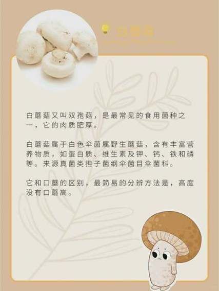 花冬菇和香菇的区别_哪个更好吃-第3张图片-山城妙识 花冬菇和香菇的区别_哪个更好吃-第3张图片-山城妙识