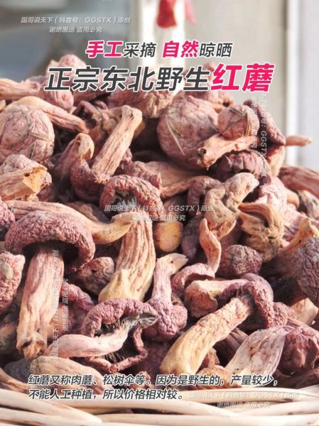 红蘑多少钱一斤_红蘑价格行情-第3张图片-山城妙识 红蘑多少钱一斤_红蘑价格行情-第3张图片-山城妙识