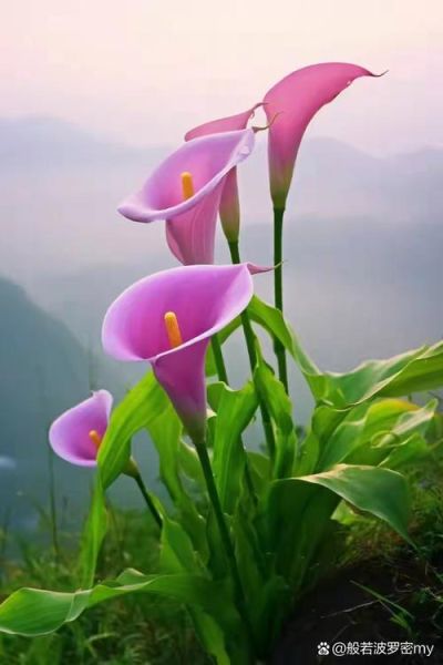 马蹄莲图片大全哪里找_马蹄莲怎么拍才好看-第2张图片-山城妙识