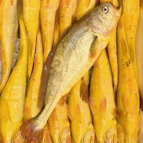 黄鱼视频高清怎么下载_黄鱼视频高清资源在哪找-第2张图片-山城妙识