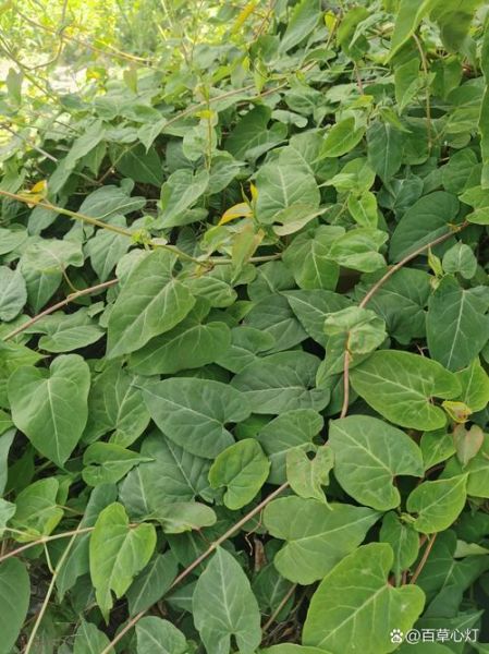 首乌藤和夜交藤一样吗_首乌藤夜交藤区别-第2张图片-山城妙识