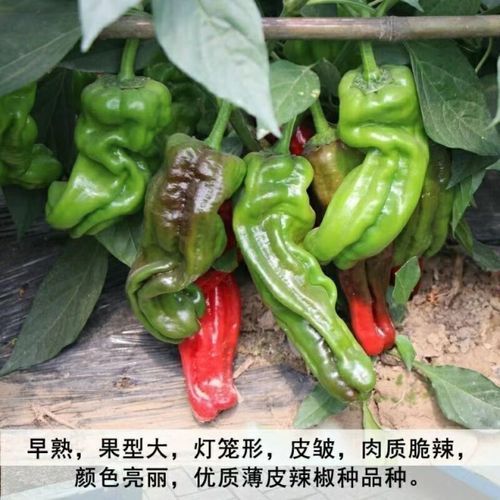 虎皮青椒辣吗_虎皮青椒辣不辣-第2张图片-山城妙识 虎皮青椒辣吗_虎皮青椒辣不辣-第2张图片-山城妙识