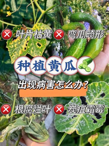黄瓜种植技术与管理法_黄瓜怎么种才能高产-第1张图片-山城妙识