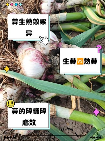 大蒜能降血压吗_大蒜的功效与作用图片-第2张图片-山城妙识